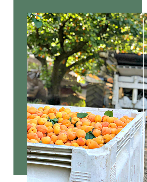 California Grown Sun Dried Fruit & More | Traina® Home Grown